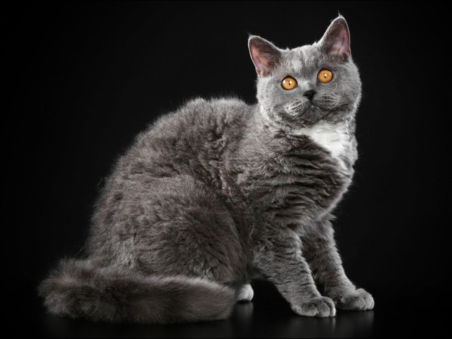 Selkirk Rex Cat Breed Guide | Traits, Personality & Health