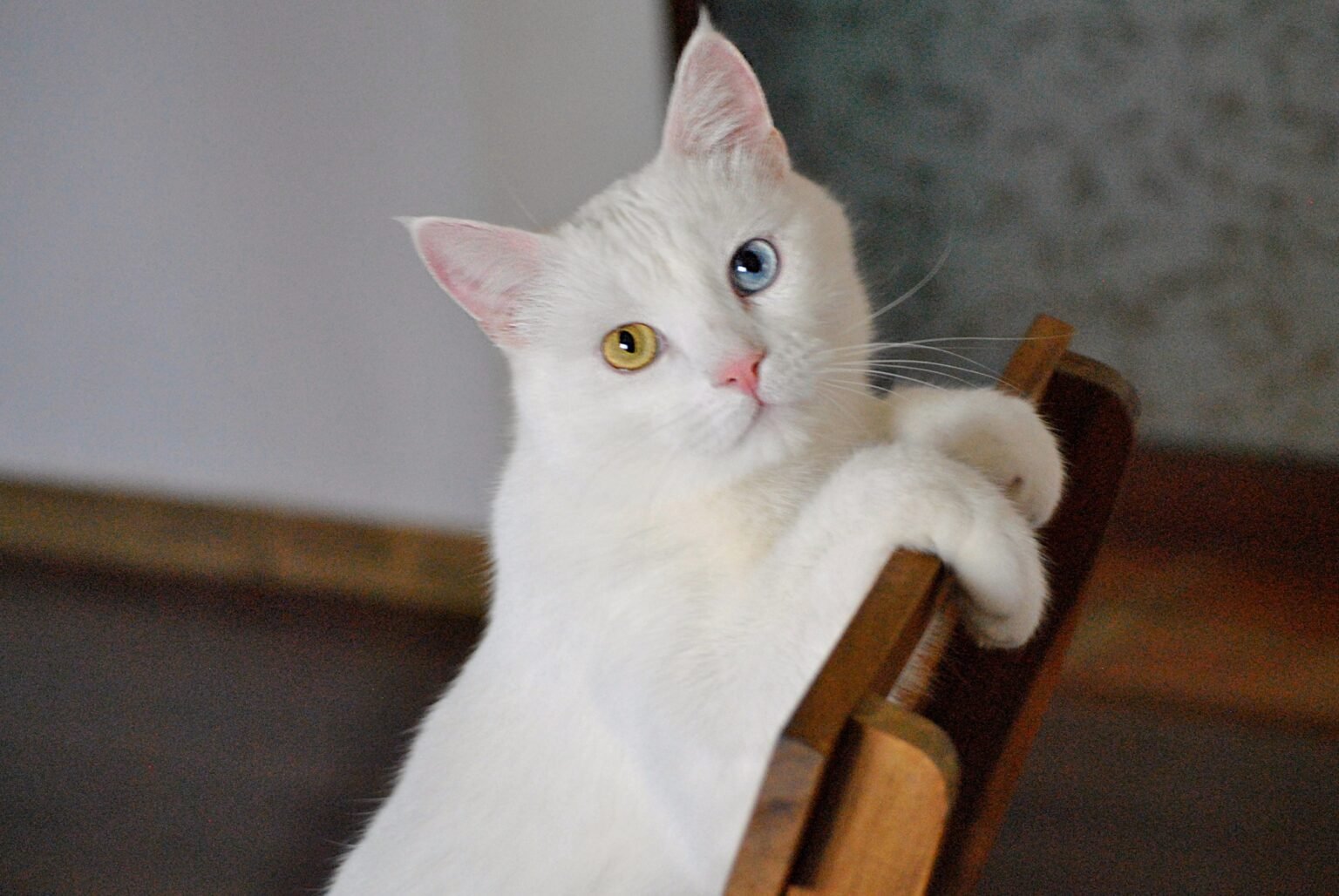 Medium Cat Breeds | Top 10 Friendly Cats 10–15 lbs