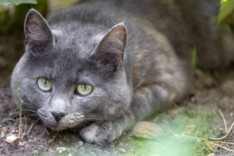 Kitten Diarrhea: What Poop Colors Mean & How to Help Safely