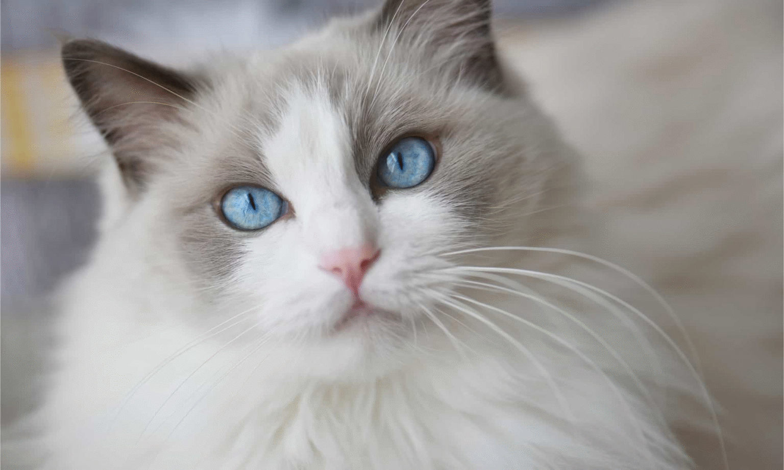 Long-Haired Cat Breeds: 10 Fluffy Cats, Grooming & Temperament Chart