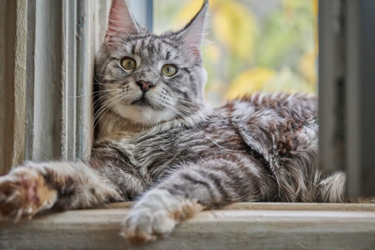 Top 5 Lazy Cat Breeds (Low-Energy Lap Cats) - SnuggleSouls