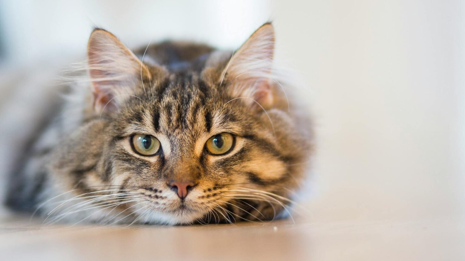 Top 5 Lazy Cat Breeds (Low-Energy Lap Cats) - SnuggleSouls
