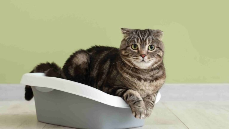 Cat Poop Color Chart | Understand Your Cat’s Health Fast