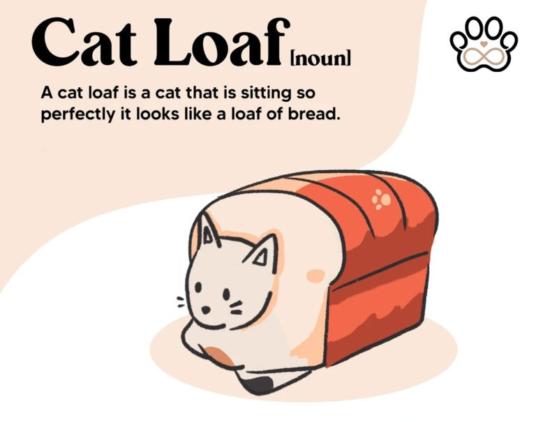 Why Do Cats Loaf? Meaning, Types & “Meatloaf” Warning Signs
